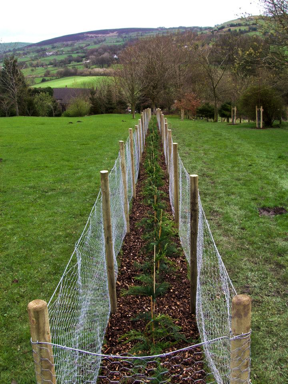 Hedgerow Establishment on Low Earthen Mound - Farming for Water EIP