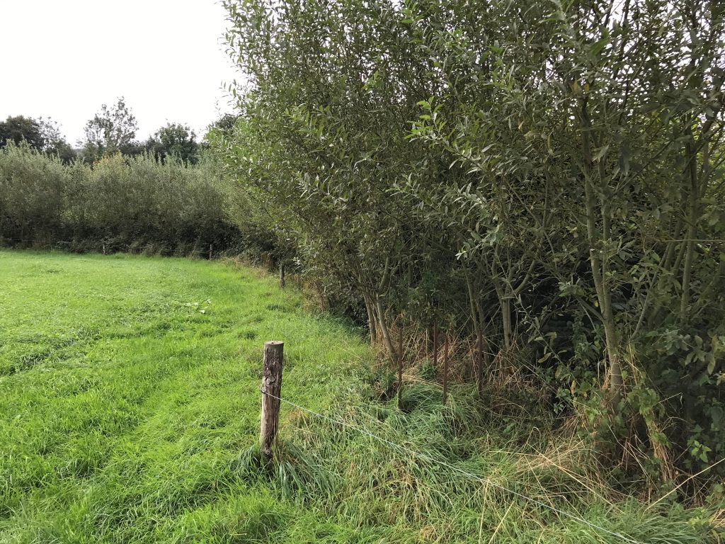Willow Beds - Farming for Water EIP